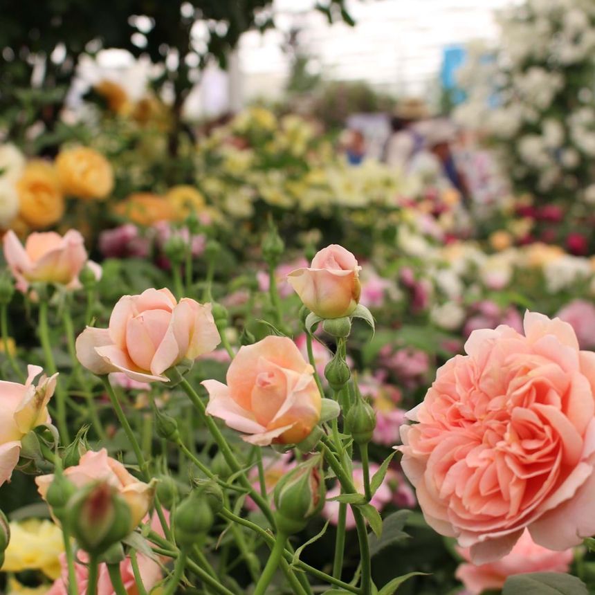 10 Best Gardens To Visit In The UK - Brightwater