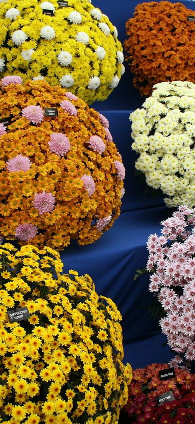 Home - Brightwater US