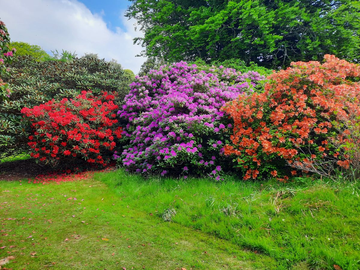 Scotland: The Best Rhododendron Gardens in the World? - Brightwater