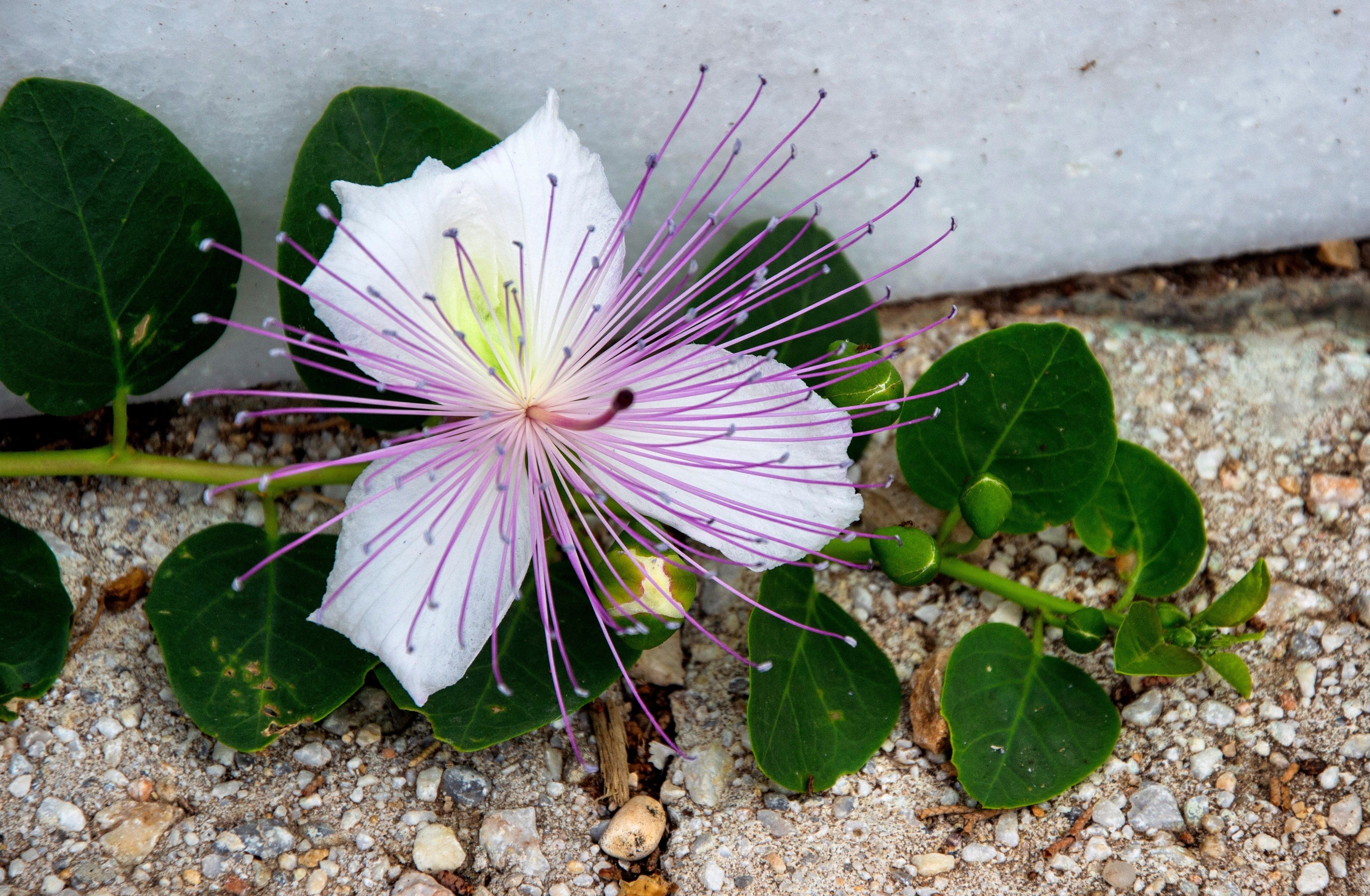 Tour | Discover the Durrell's Corfu with Lee Durrell 609 | Brightwater ...