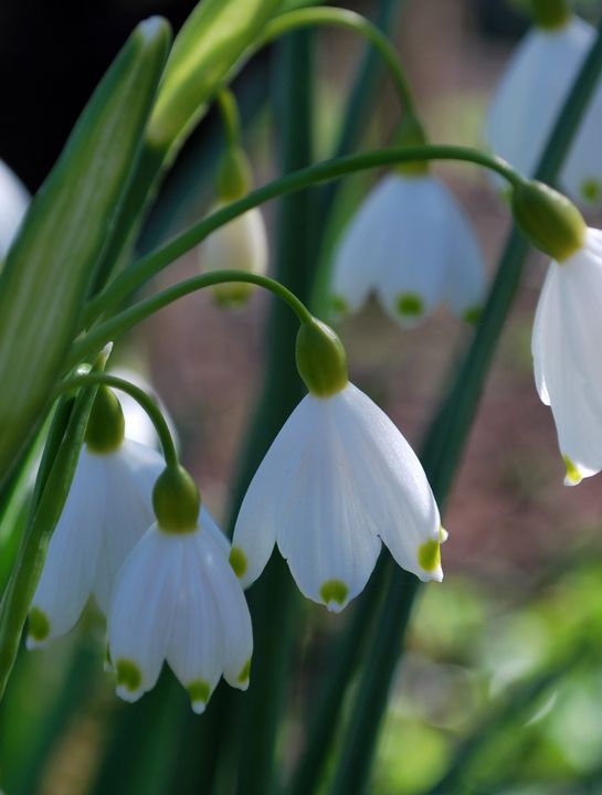 England: Snowdrops in the Cotswolds - Brightwater