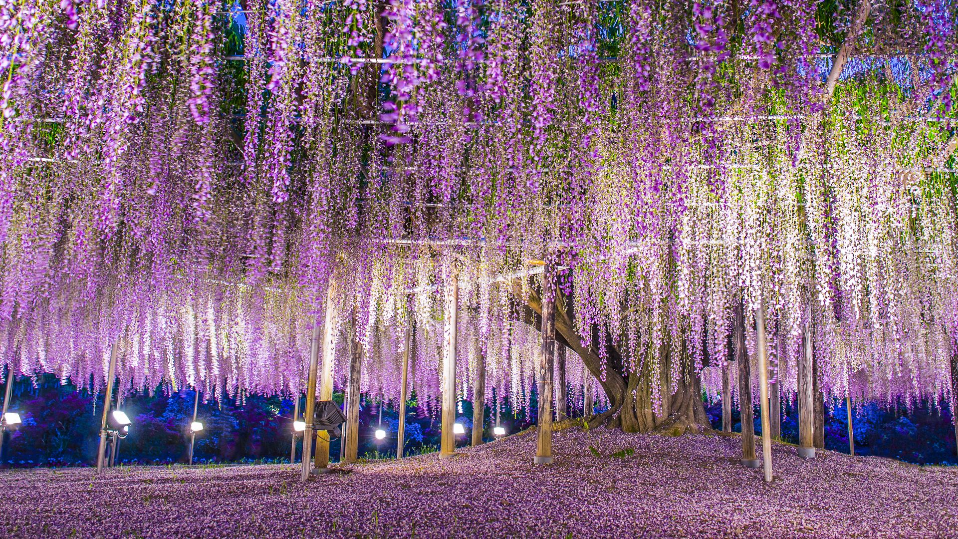 Gardens of Honshu and Hokkaido - Brightwater